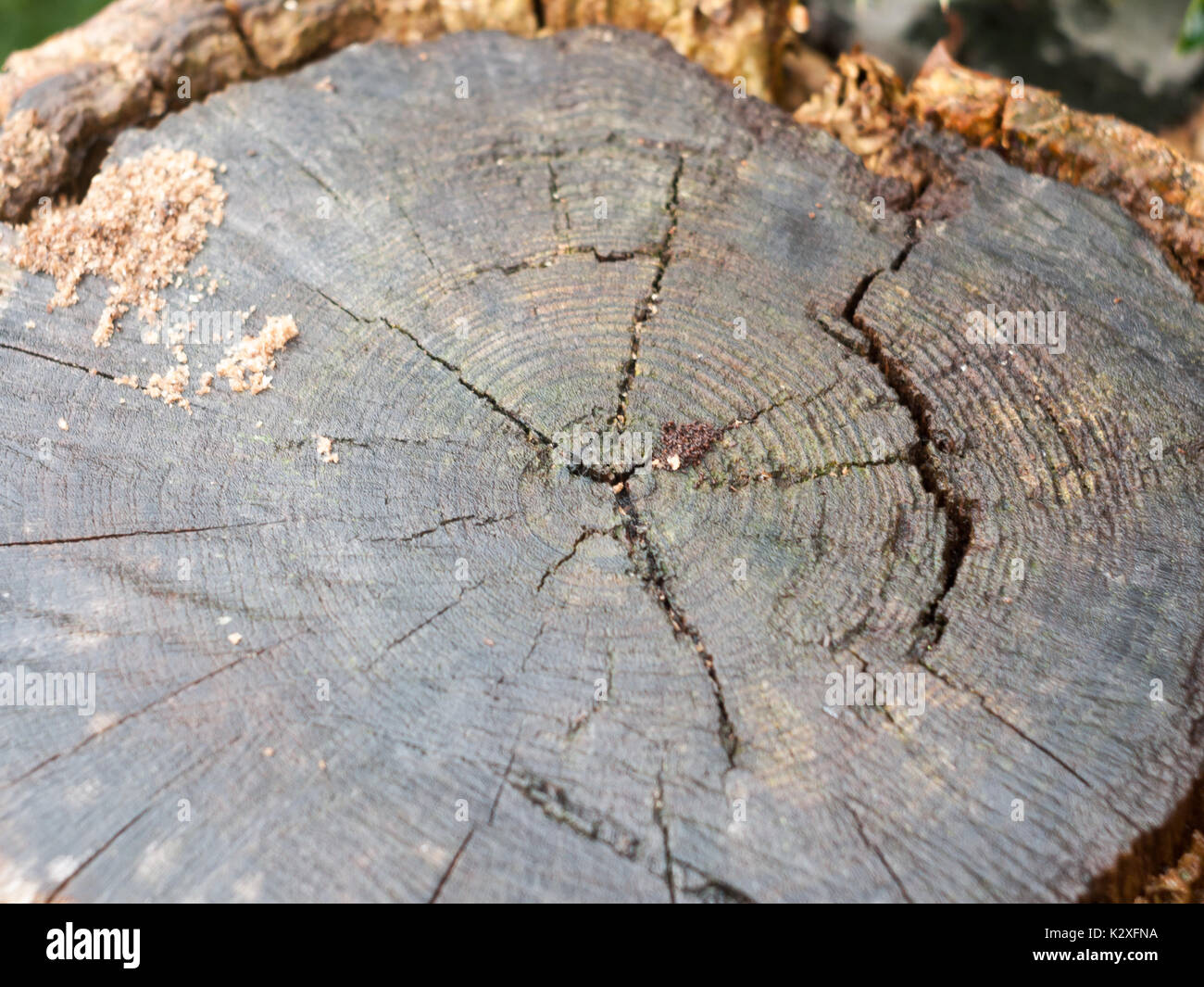 close up of cracks in cut stump of tree trunk; England; UK Stock Photo ...