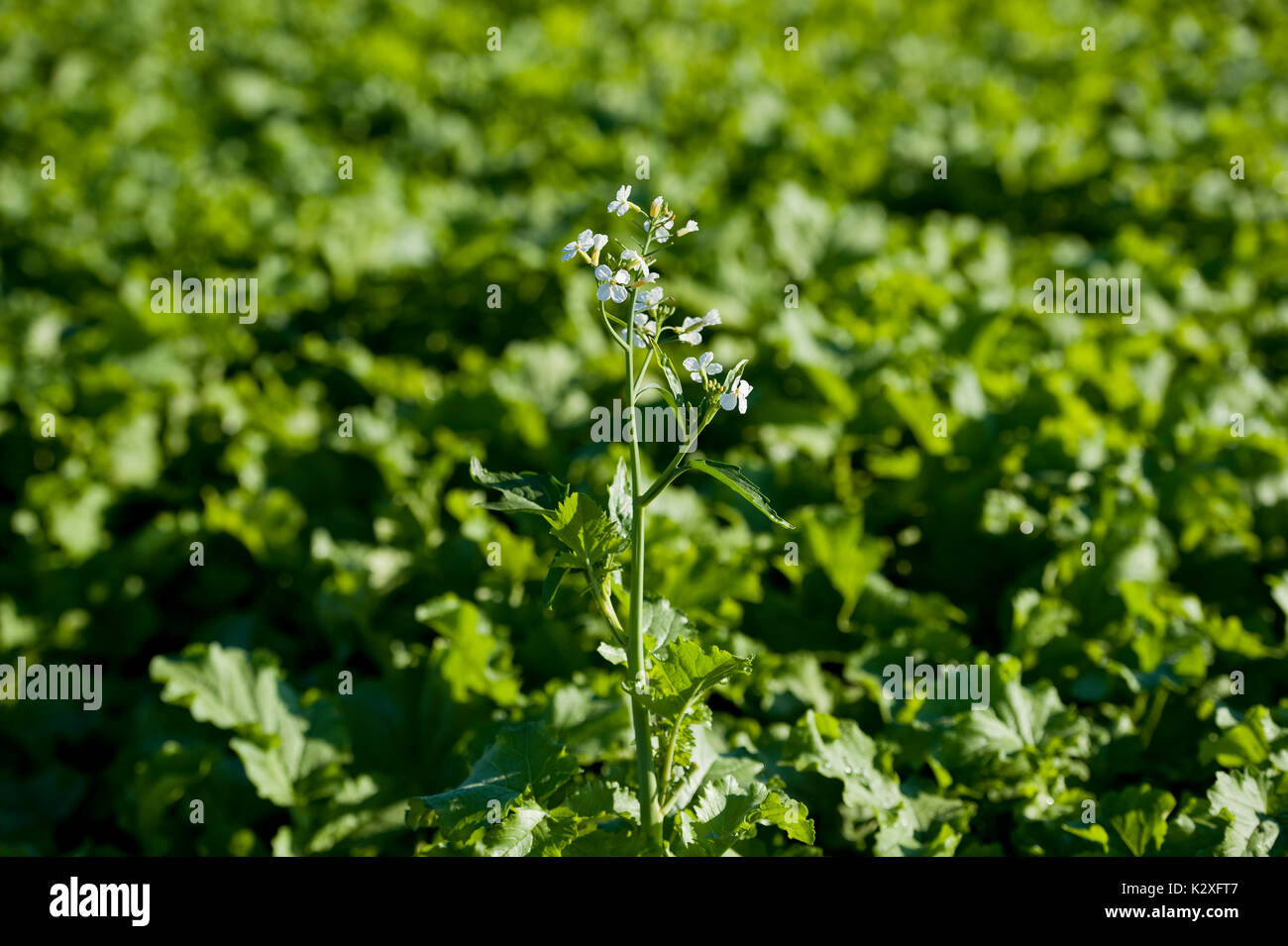 Radish flower hi-res stock photography and images - Alamy