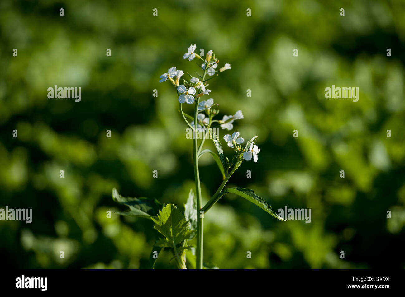 Radish flower hi-res stock photography and images - Alamy