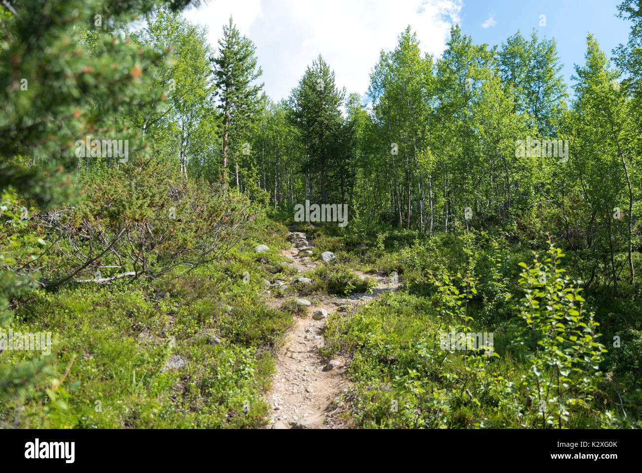 Norway pine forest hi-res stock photography and images - Alamy