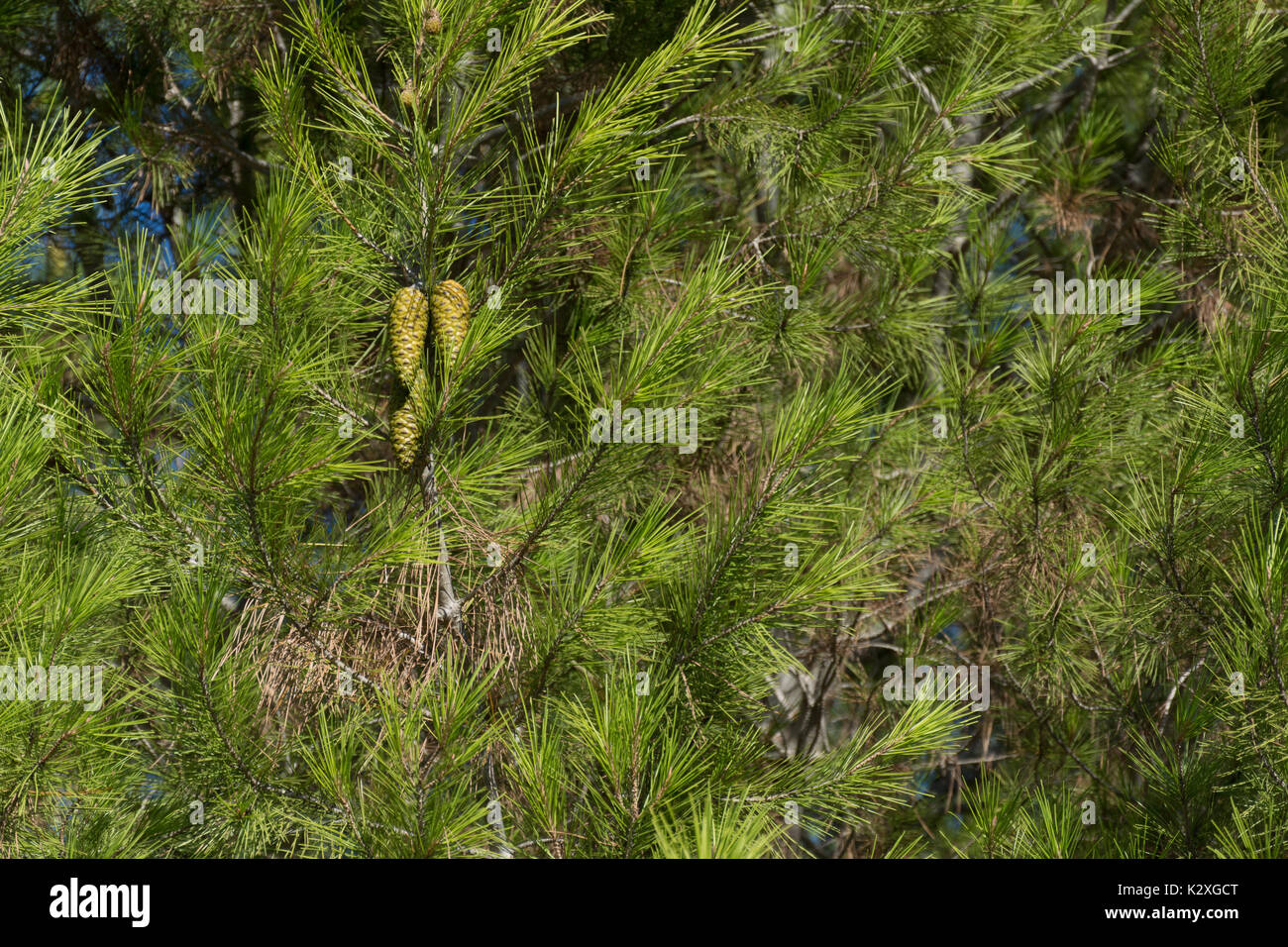 The fruit of the pine Stock Photo - Alamy