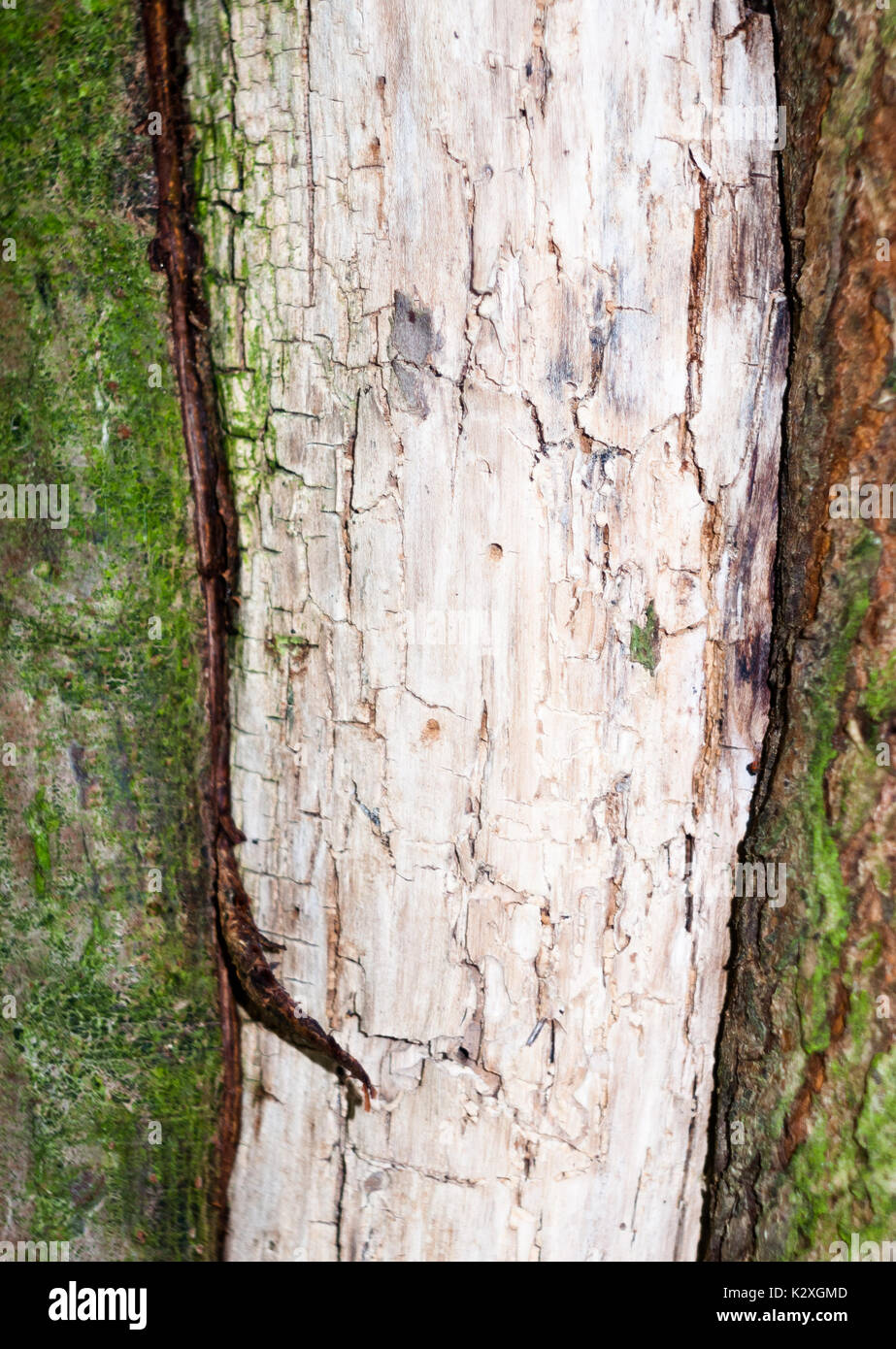 close up of inside of tree rough weathered bark texture; England; UK ...