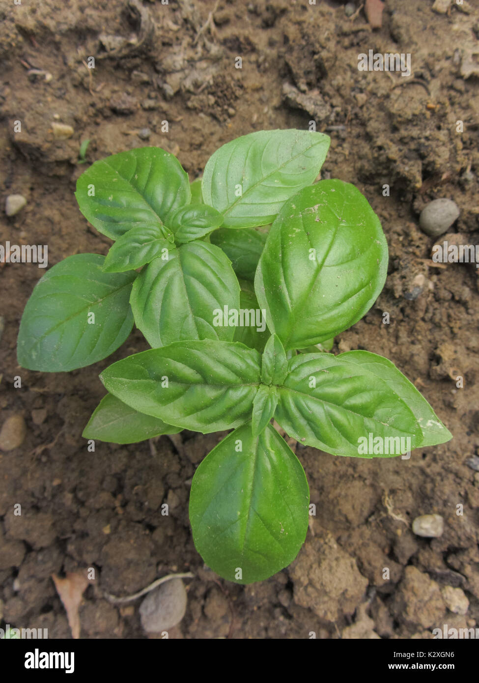 fresh basil plant in a vegetable garden Stock Photo - Alamy
