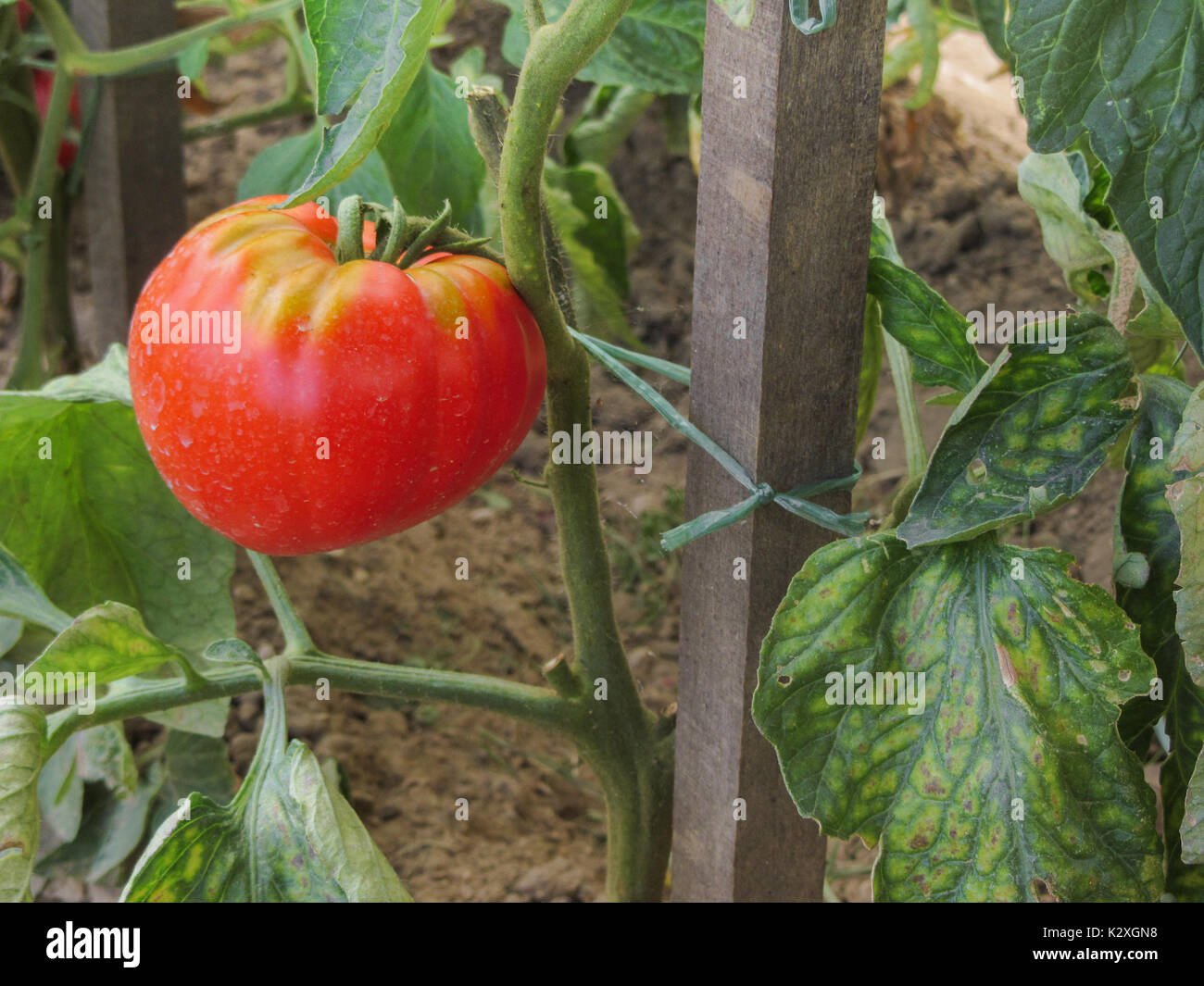 red tomato plants in a home made vegetable garden Stock Photo - Alamy