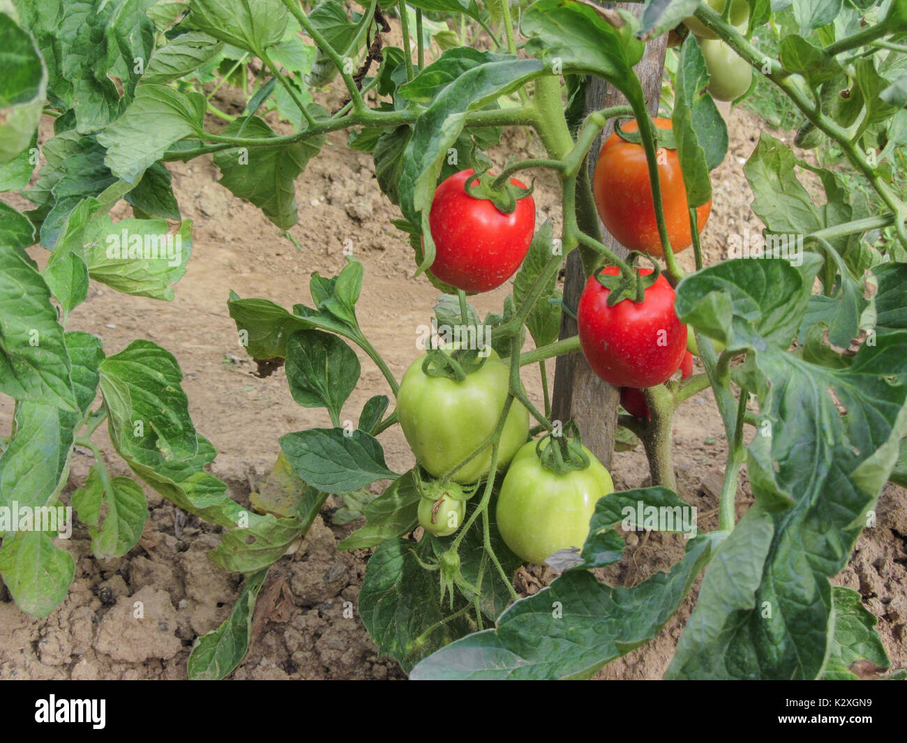 red tomato plants in a home made vegetable garden Stock Photo - Alamy
