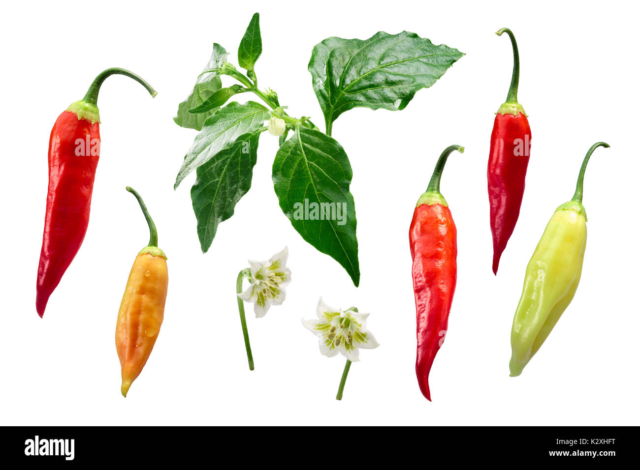 Aji Cristal pepper (Capsicum baccatum) plant, pods, flower, exploded ...