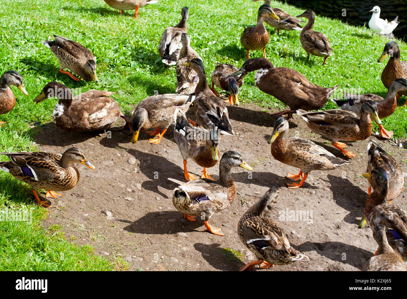 Lots of ducks gathered by the river shannon ireland looking for food ...