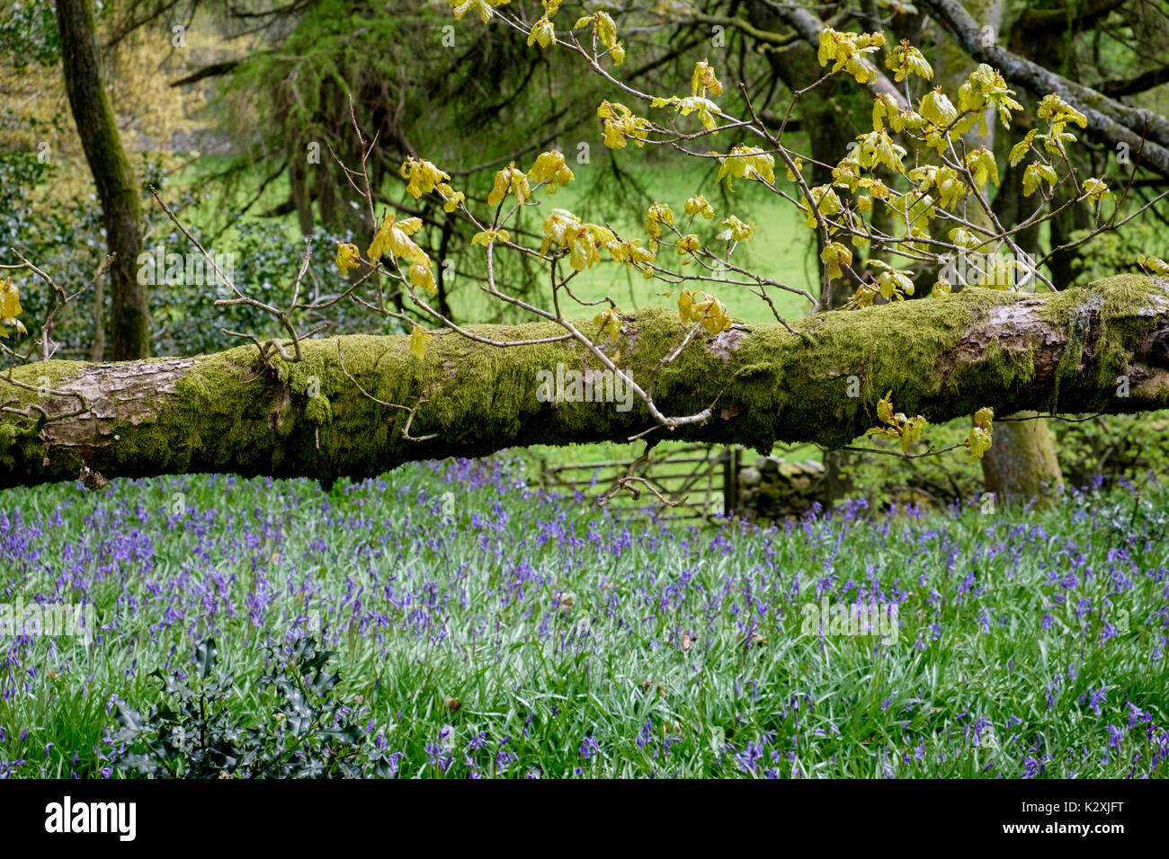 Cartmel lake district hi-res stock photography and images - Alamy