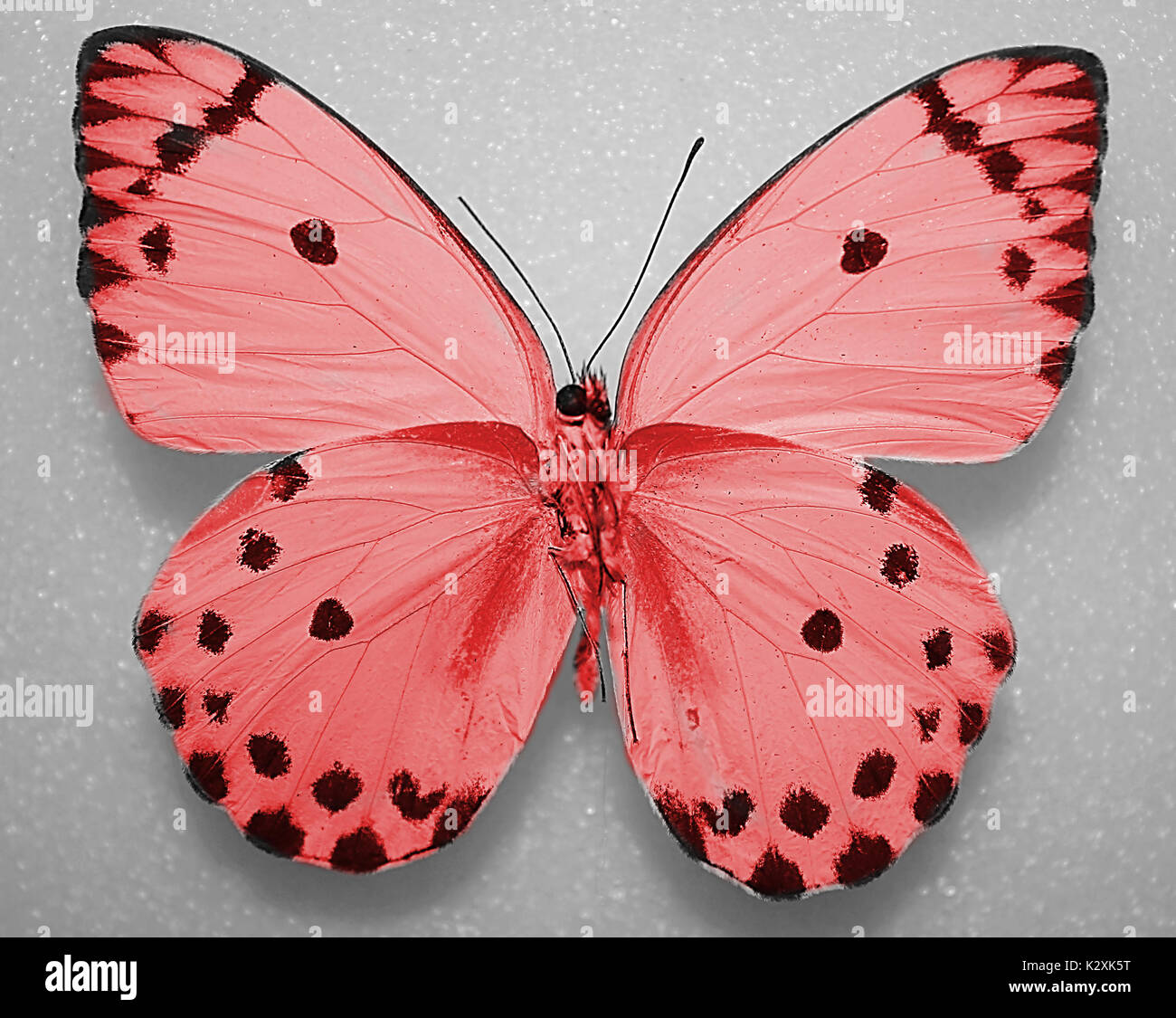 Are There Real Pink Butterflies