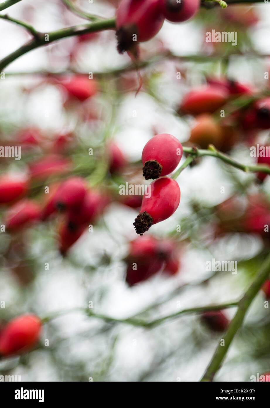 close up of two rose hips on rosa canina tree; England; UK Stock Photo ...