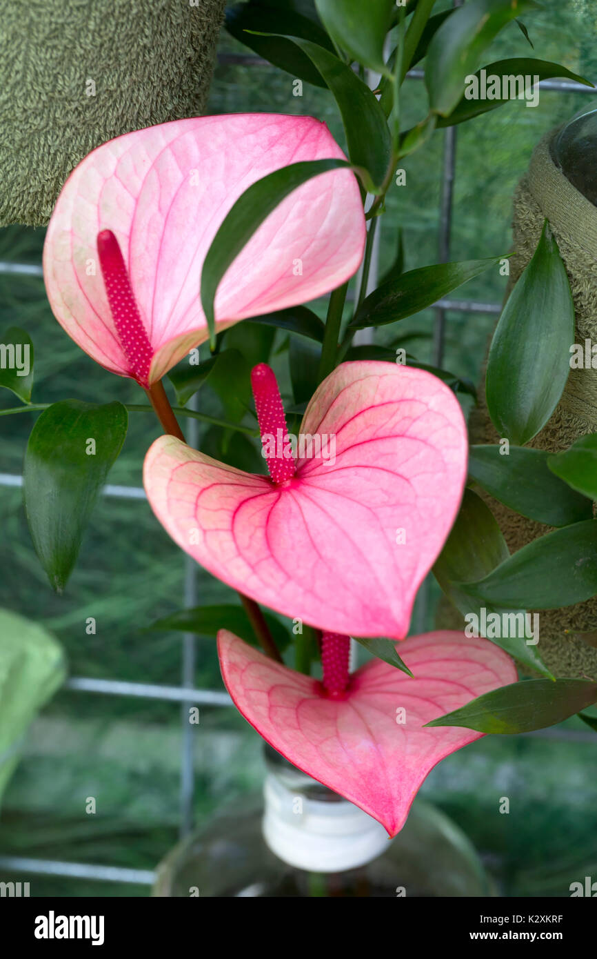 Anthurium pink plant hi-res stock photography and images - Alamy