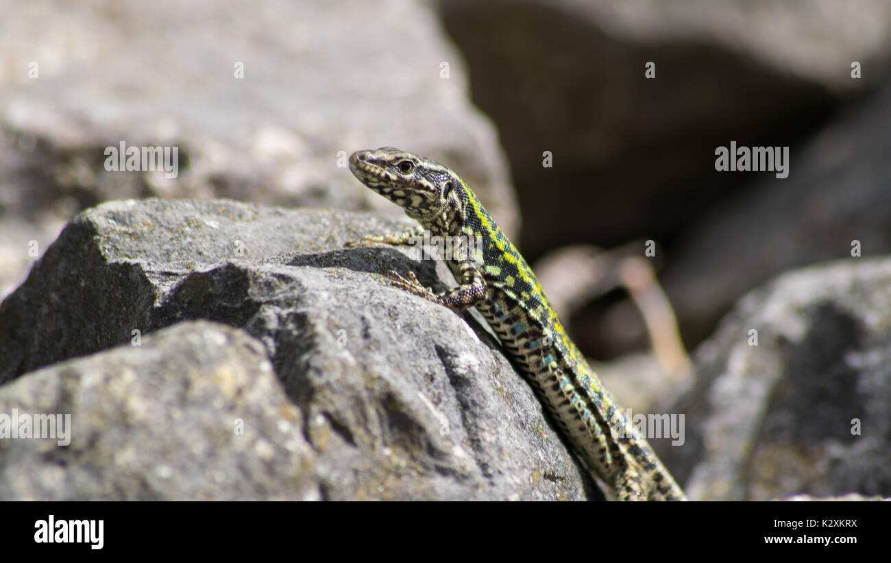 Lizard on rock Stock Photo - Alamy