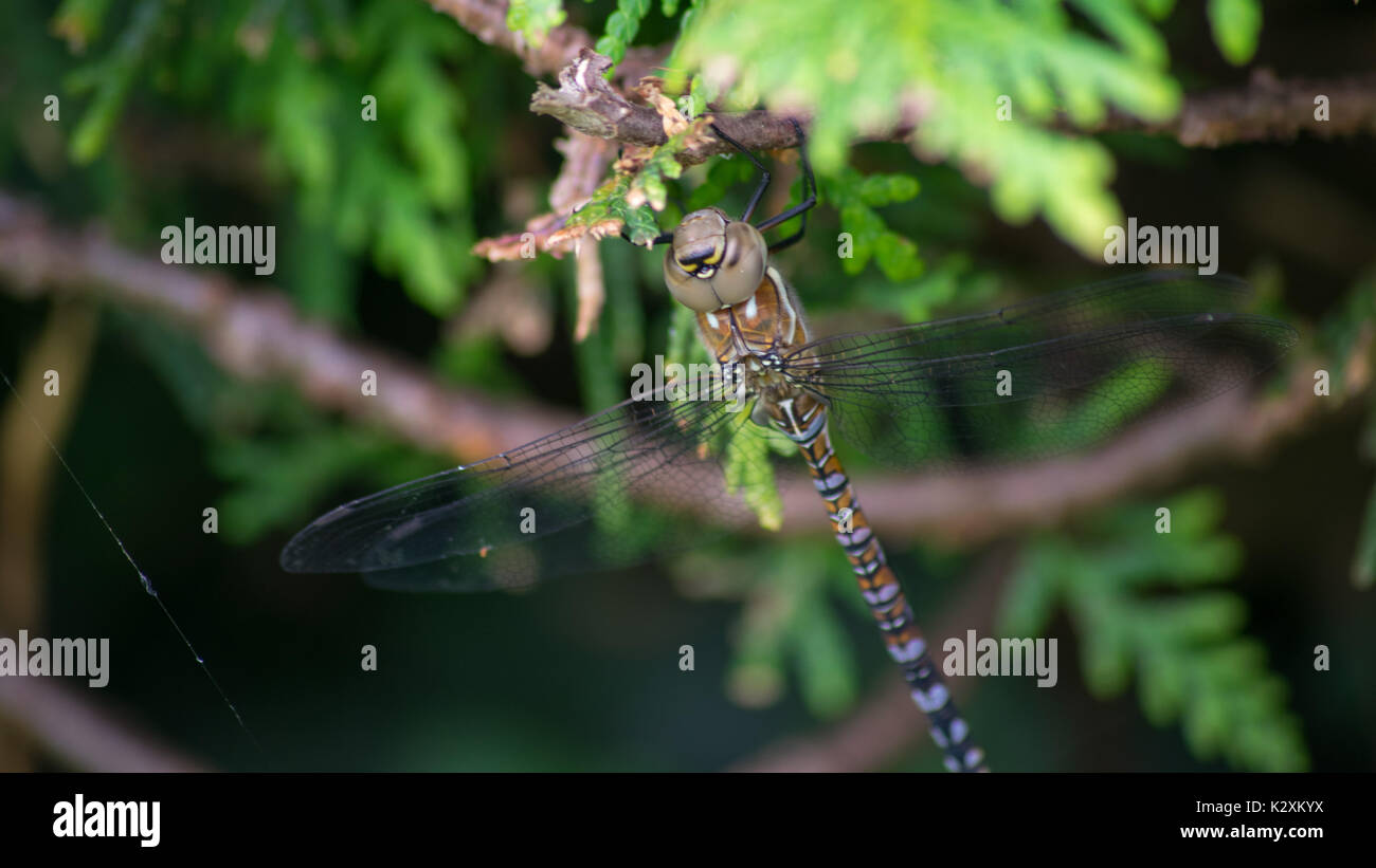Dragonfly tree hi-res stock photography and images - Alamy