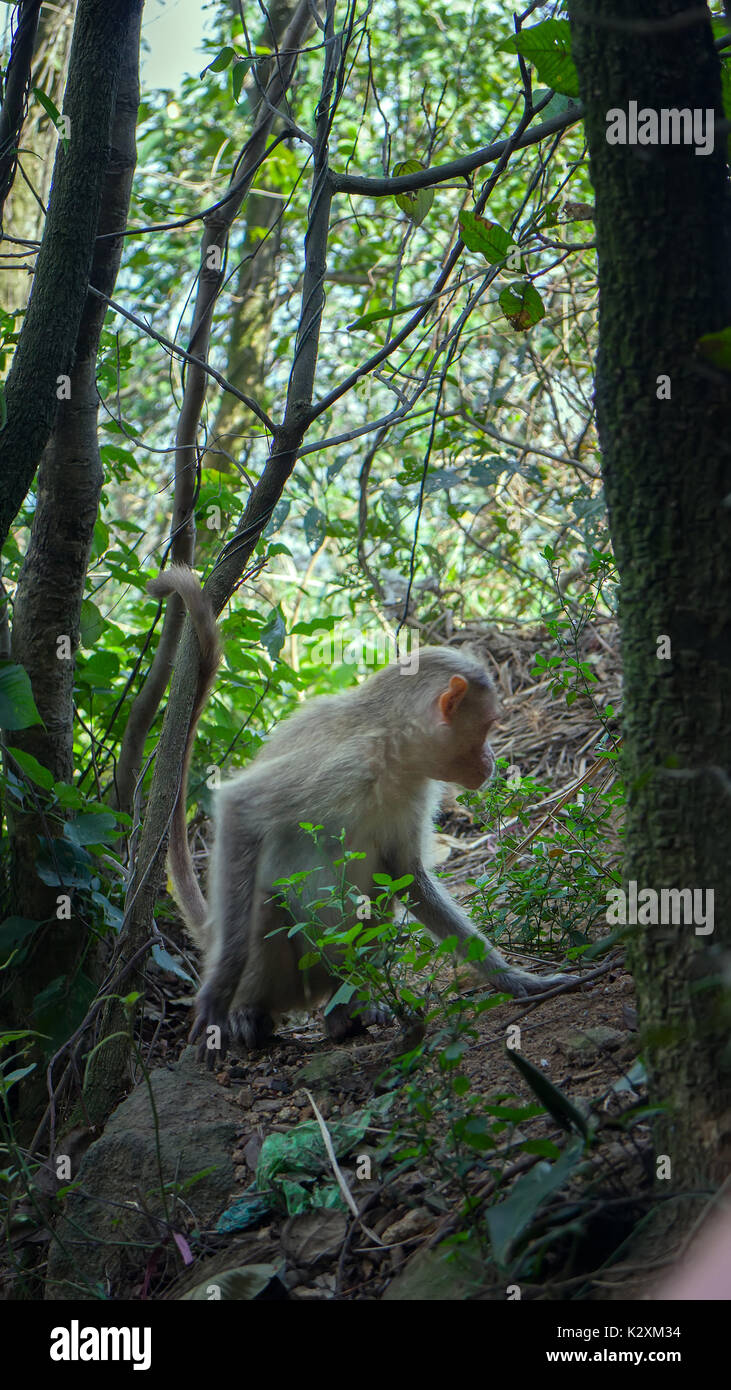 Rhesus macaques food hi-res stock photography and images - Alamy