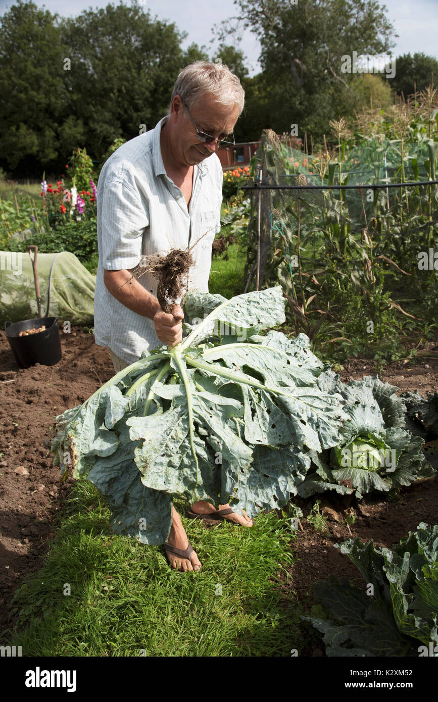 Gardener harvesting a large cabbage weighing 9lbs Stock Photo - Alamy
