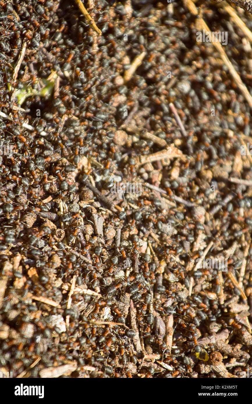 Inside the anthill hi-res stock photography and images - Alamy