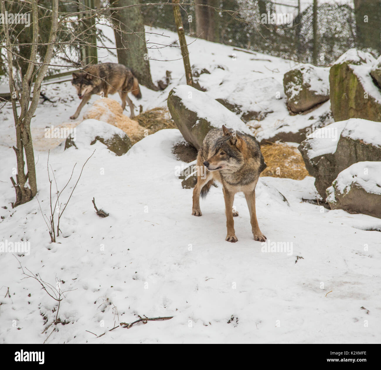 Scandinavian fur hi-res stock photography and images - Alamy