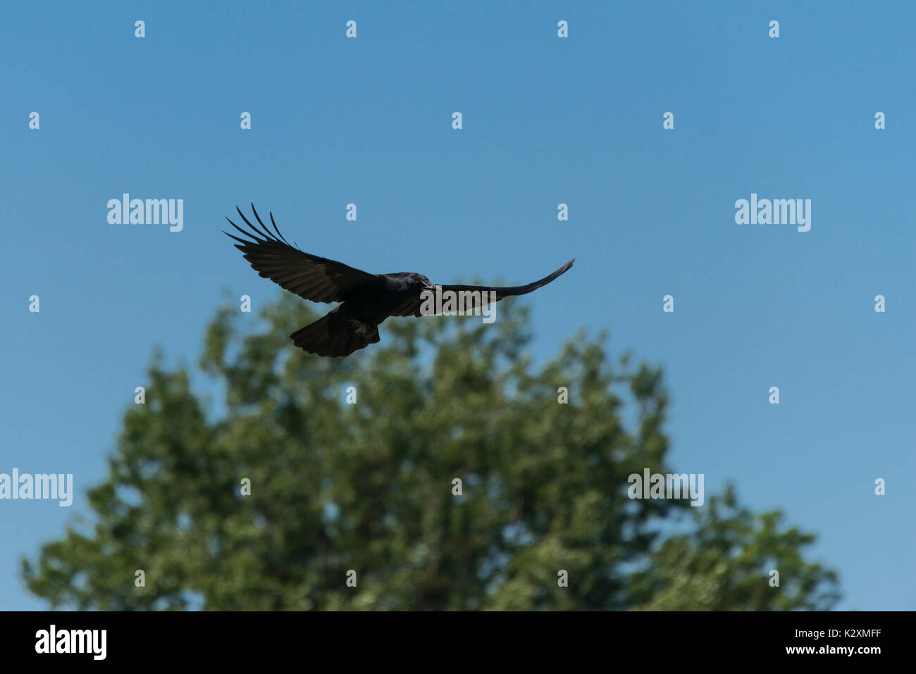 Rook flying blue sky hi-res stock photography and images - Alamy