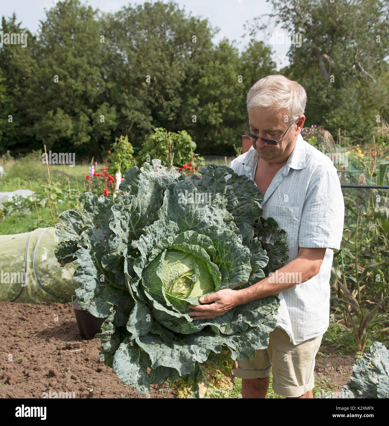 Man holding a large cabbage weighing 9lbs in weight Stock Photo - Alamy
