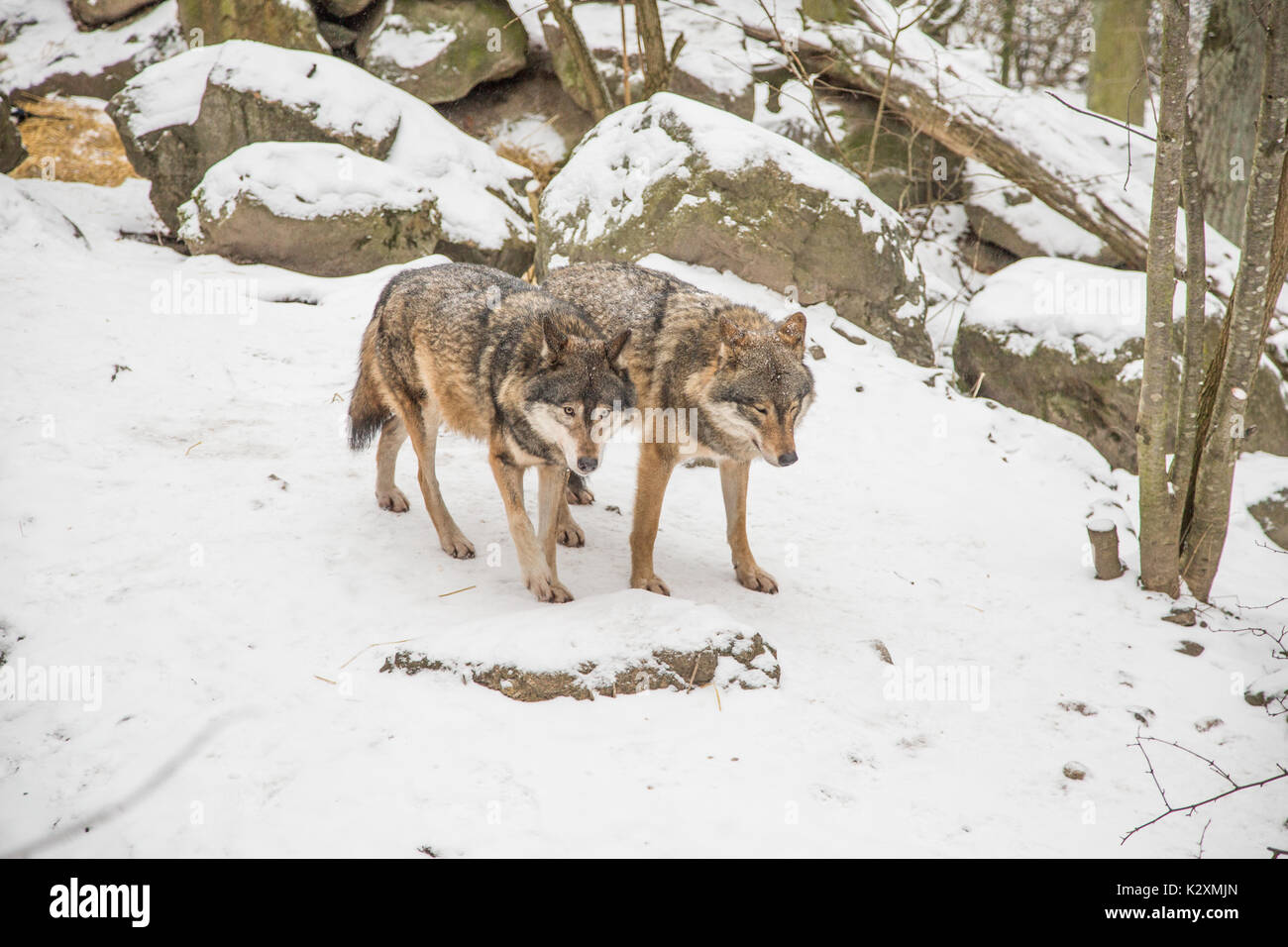 Gray wolves in a Scandinavian winter Stock Photo - Alamy