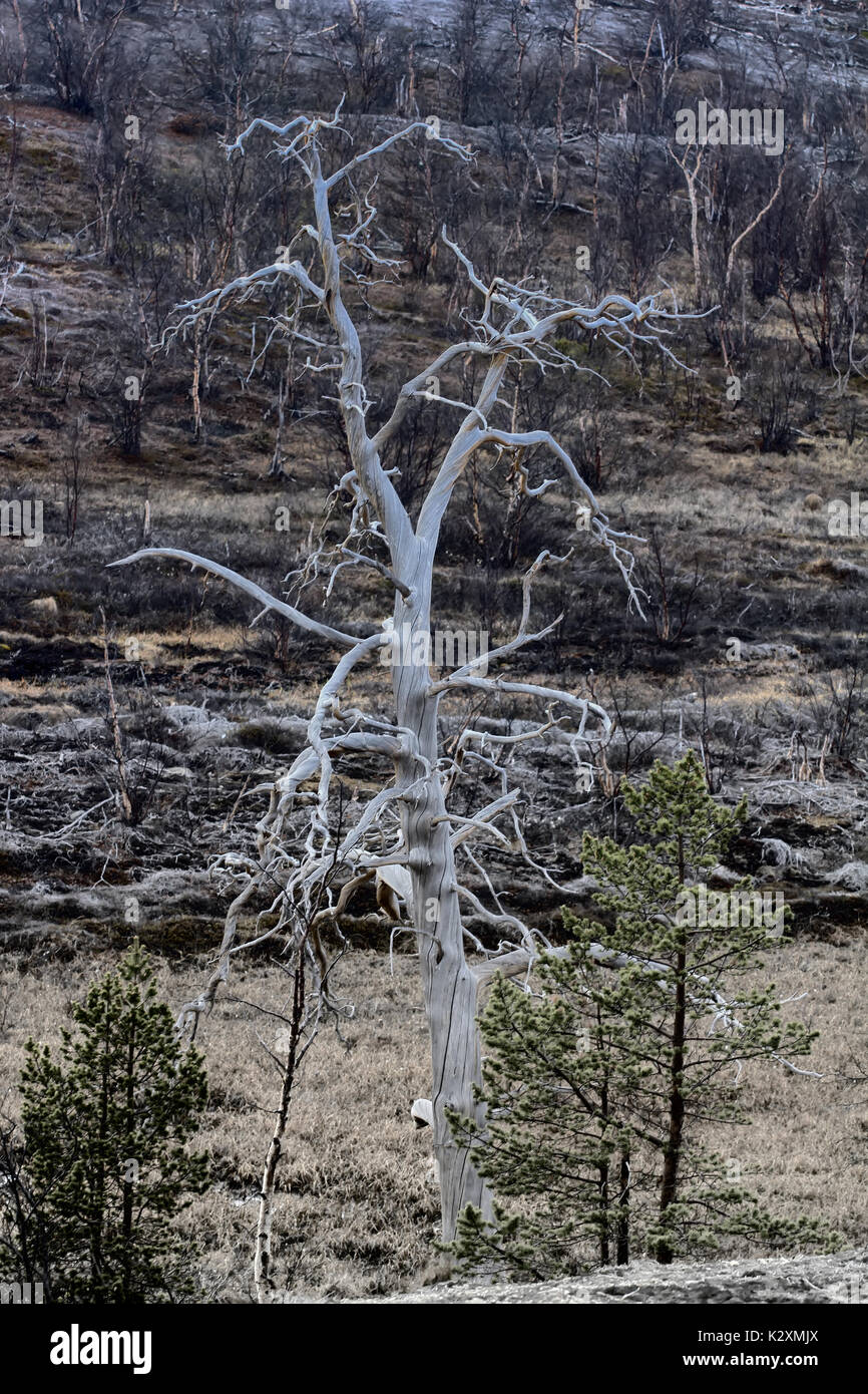 Taiga forest fires hi-res stock photography and images - Alamy