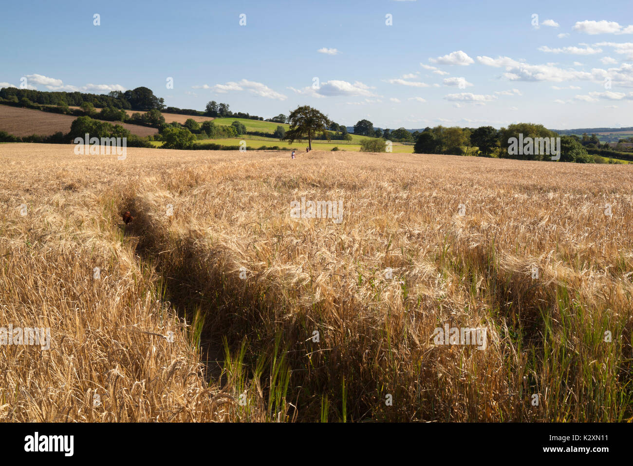 Ripe Barley field and Cotswold landscape, Hidcote, Cotswolds ...
