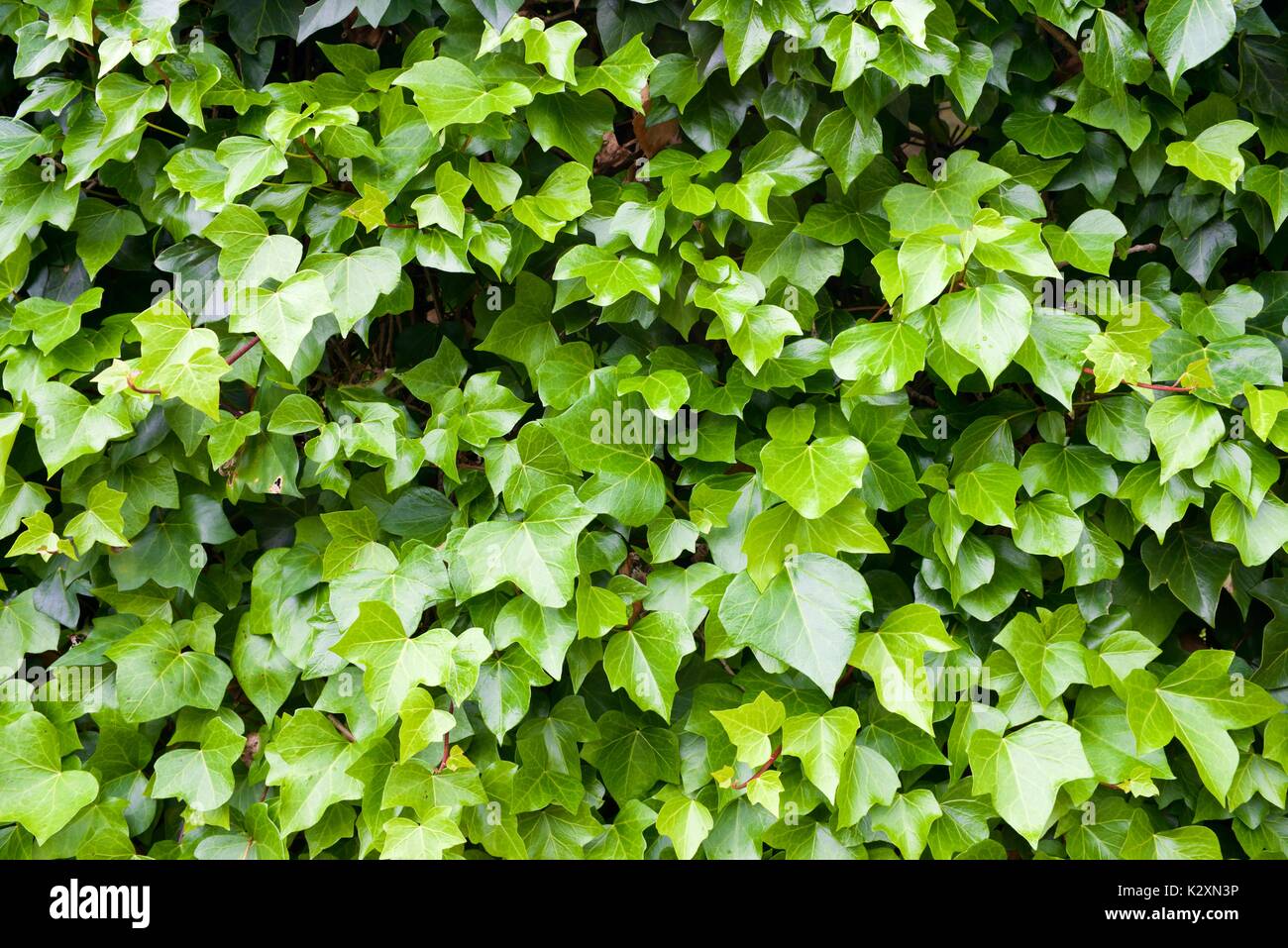 Ivy background at high resolution Stock Photo - Alamy