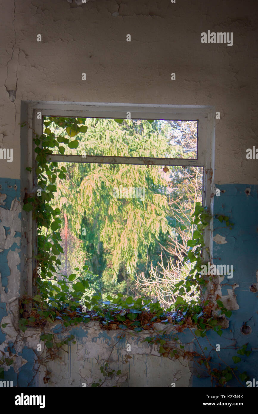 Ghost town captured wildlife plants home window climb Stock Photo - Alamy