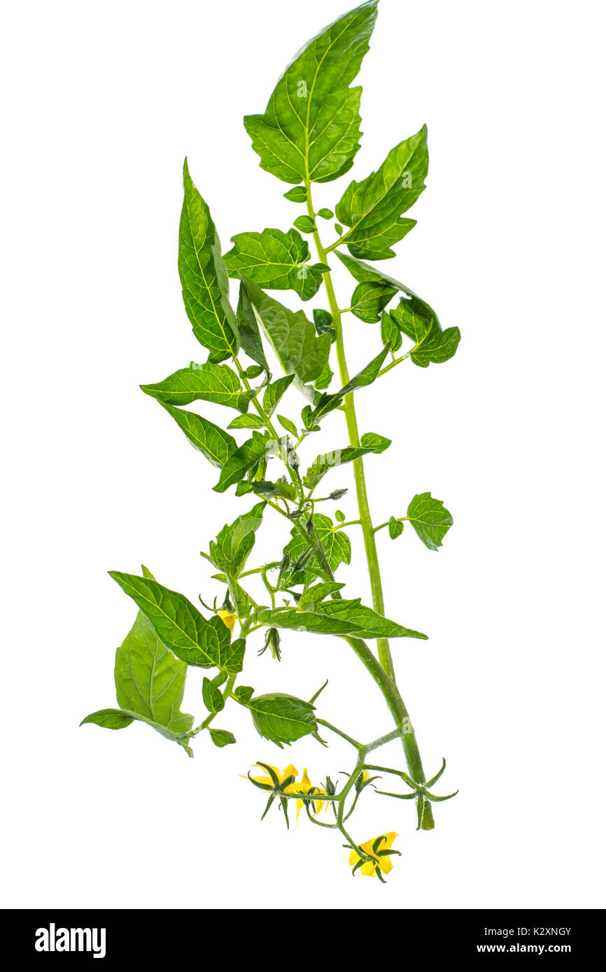 Tomato leaf isolated on white background. Studio Photo Stock Photo - Alamy