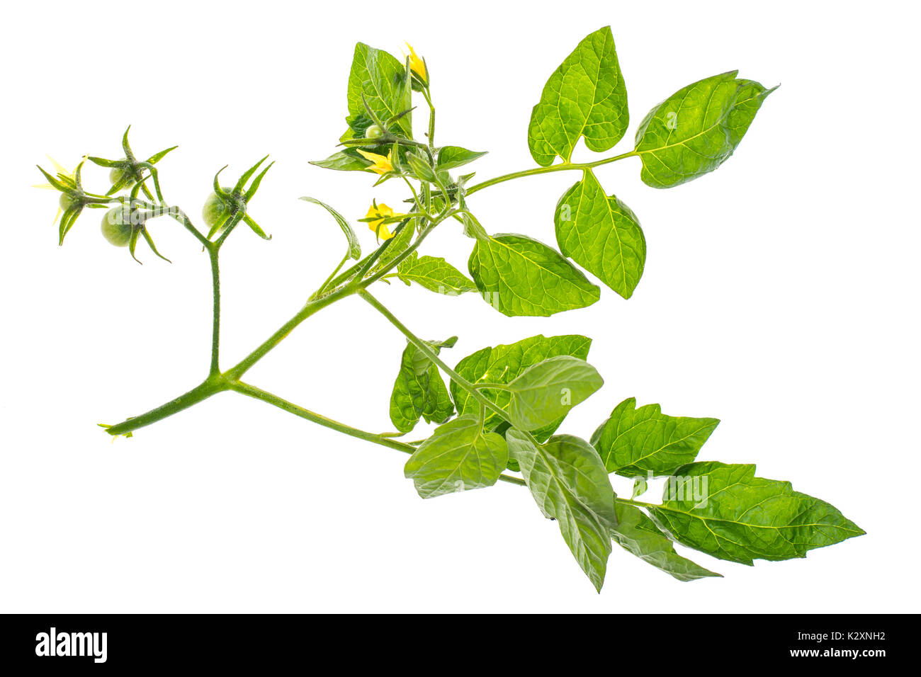 Tomato leaf isolated on white background. Studio Photo Stock Photo - Alamy