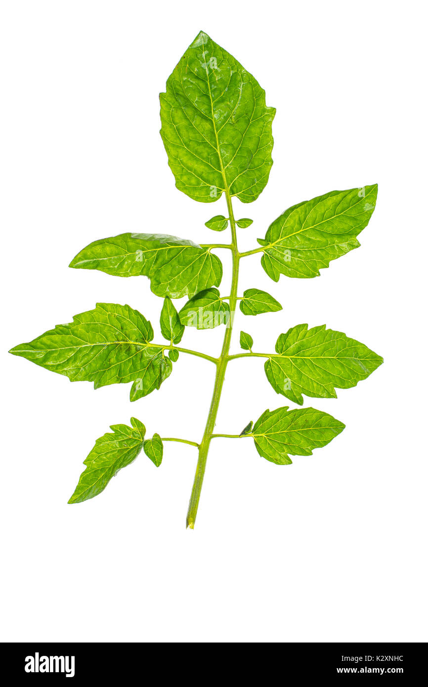 Tomato leaf isolated on white background. Studio Photo Stock Photo - Alamy