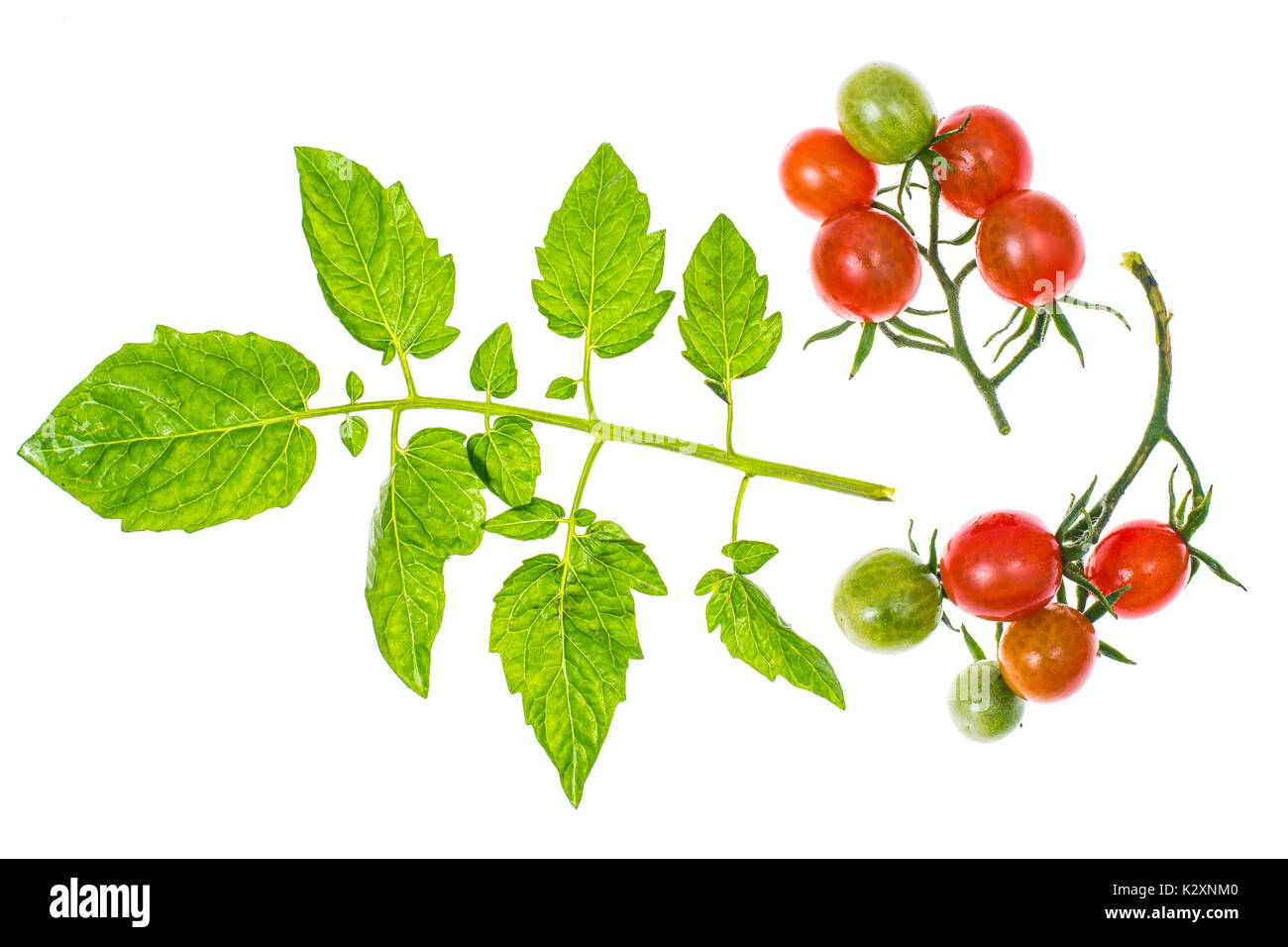 Tomato leaf isolated on white background. Studio Photo Stock Photo - Alamy