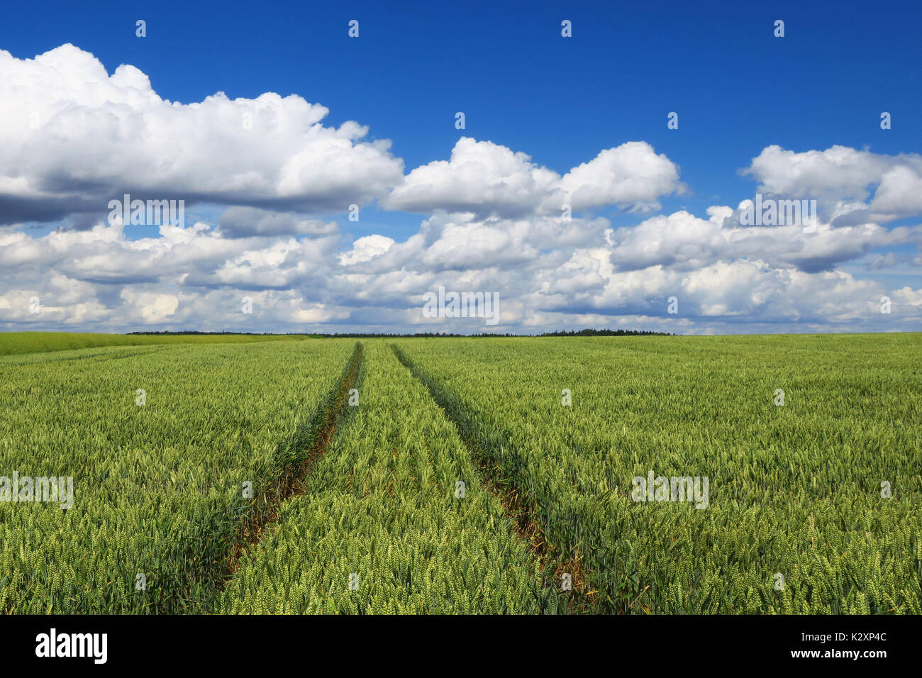 Getreide, Landwirtschaft, Acker, Feld, Ernte, Bauern, Himmel, Wolken ...