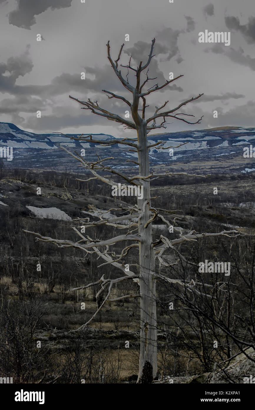 Disturbed natural environment. Plants of forest-tundra died because of ...