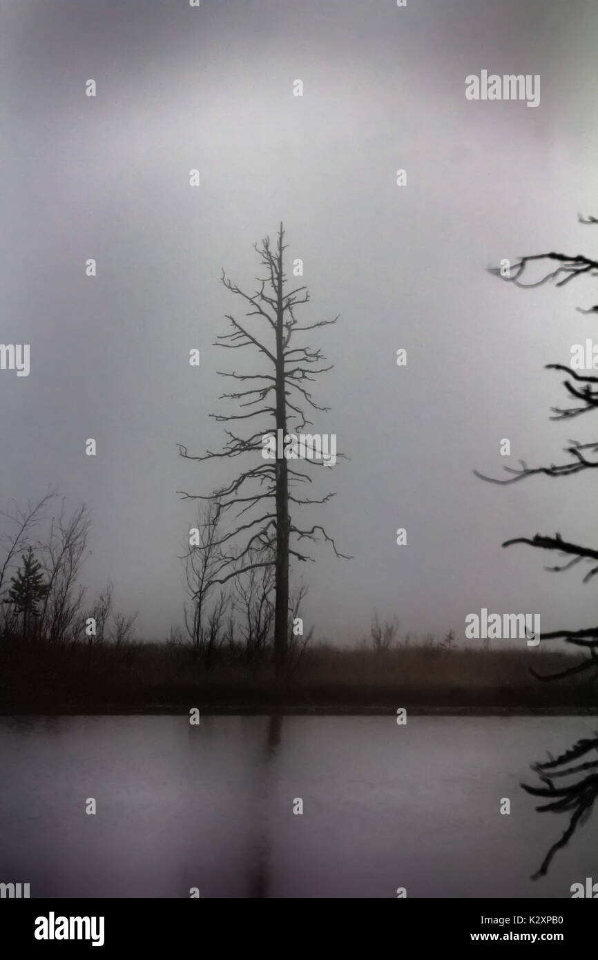 scary tree in swamp with reflection of dead trees in November water ...