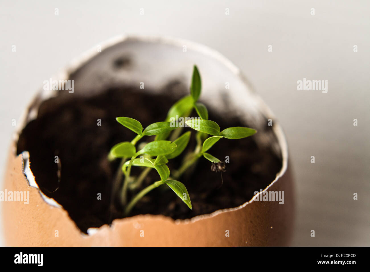 Beautiful spring sprouts growing in a brown Easter egg shell on light ...