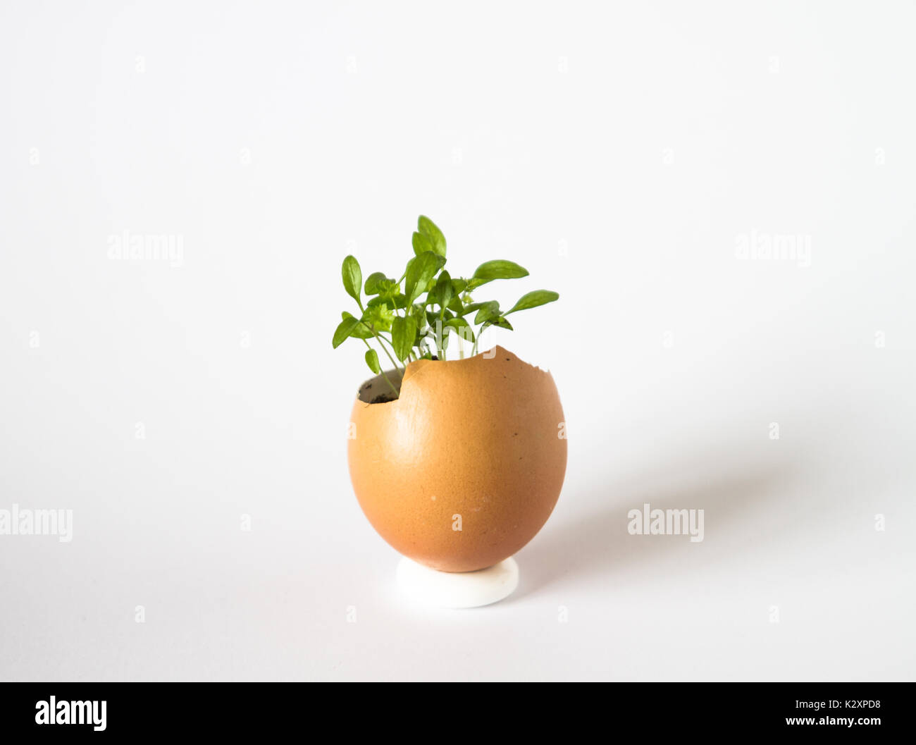 Beautiful spring sprouts growing in a brown Easter egg shell on light ...