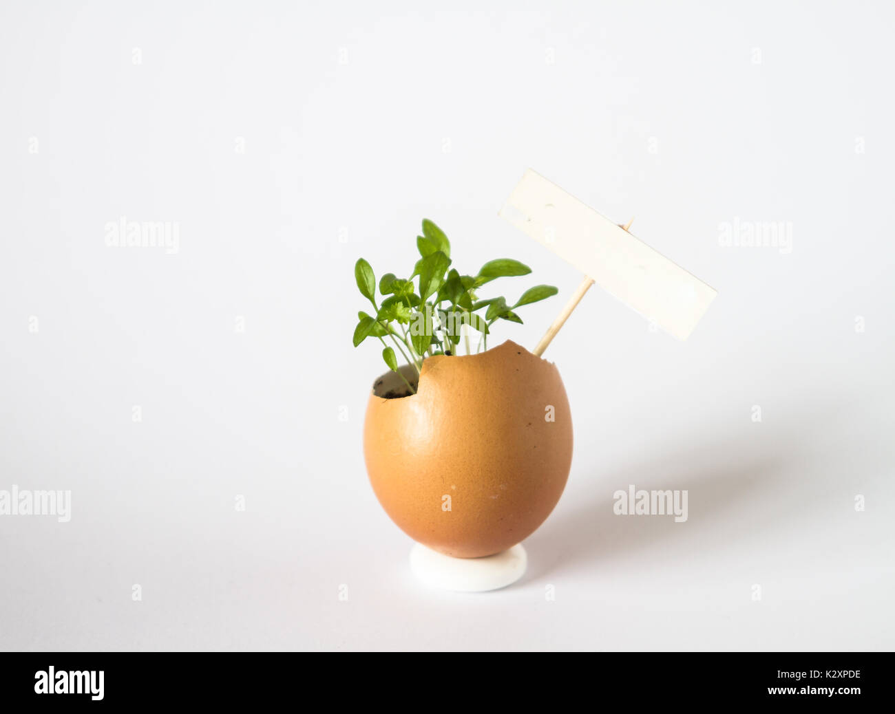 Beautiful spring sprouts growing in a brown Easter egg shell on light ...