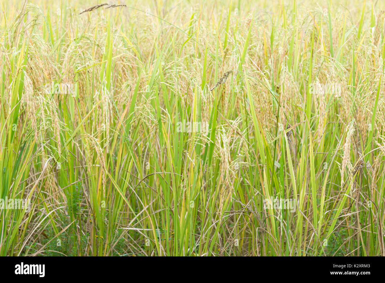Golden paddy field for ready to the harvest time in the organic farming ...
