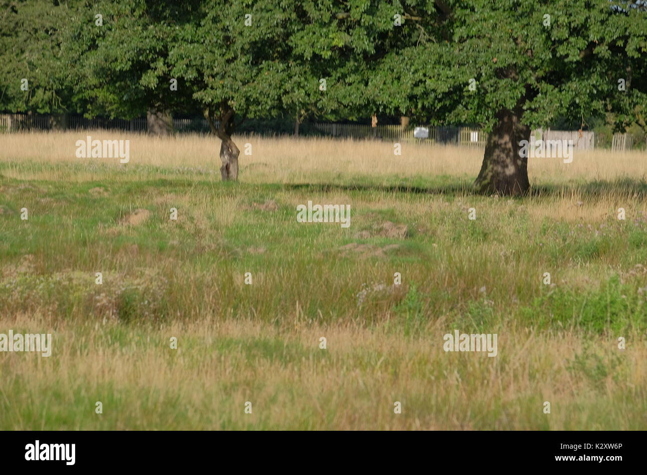 bushy park park lands Stock Photo - Alamy