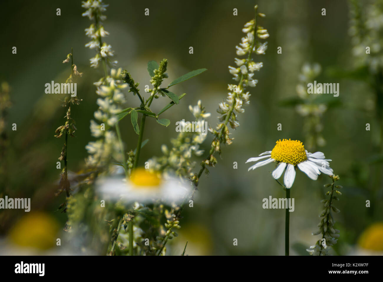 Field of daisy flowers Stock Photo - Alamy