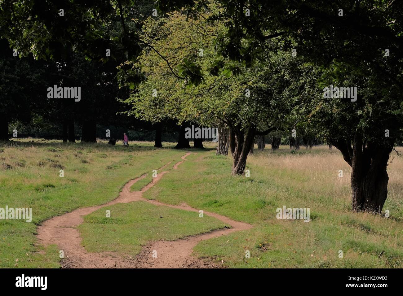 bushy park park lands Stock Photo - Alamy