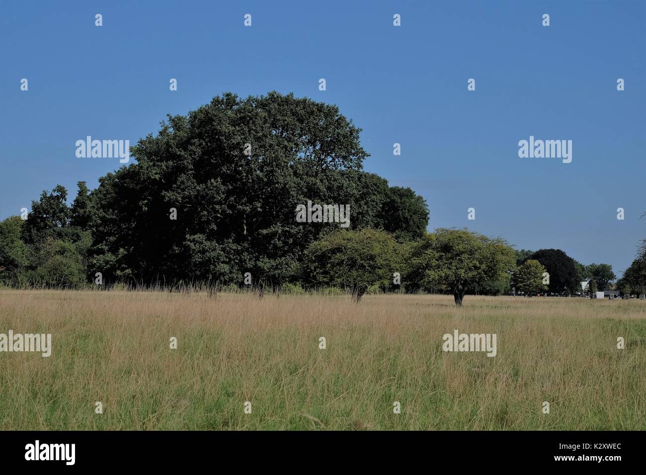 bushy park park lands Stock Photo - Alamy