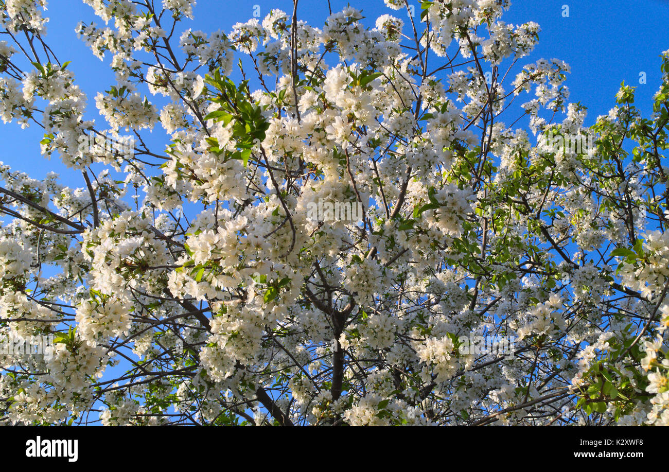 Flowering cherry tree Stock Photo - Alamy