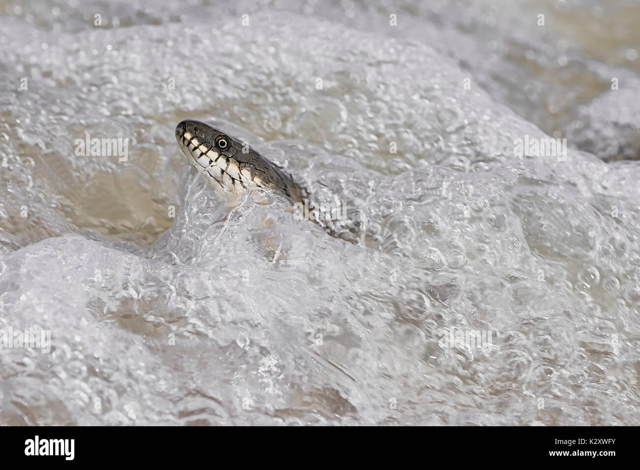 Wave snake hi-res stock photography and images - Alamy