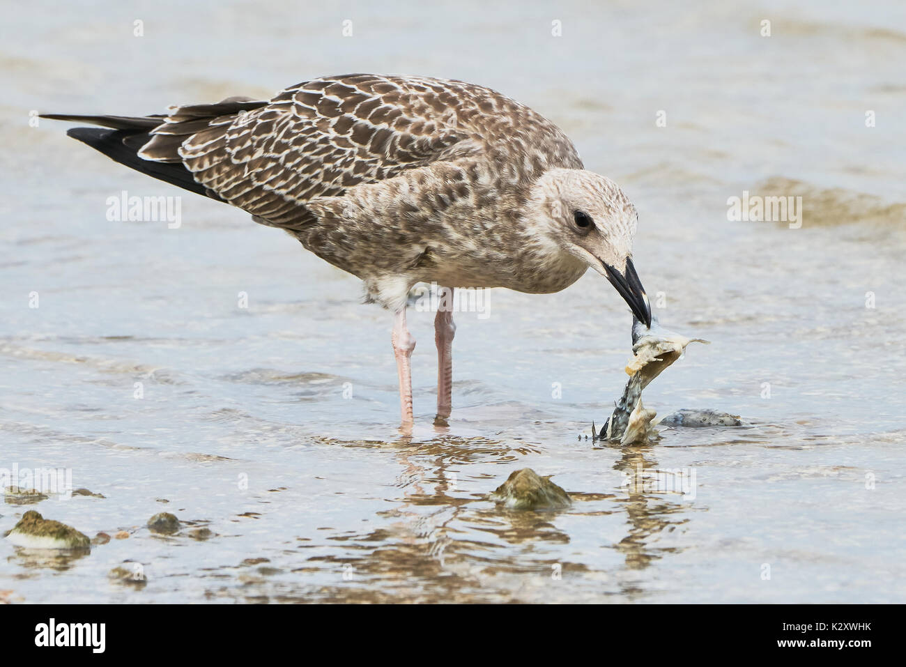 Cute seagull gulls eating fish on the seashore Stock Photo - Alamy