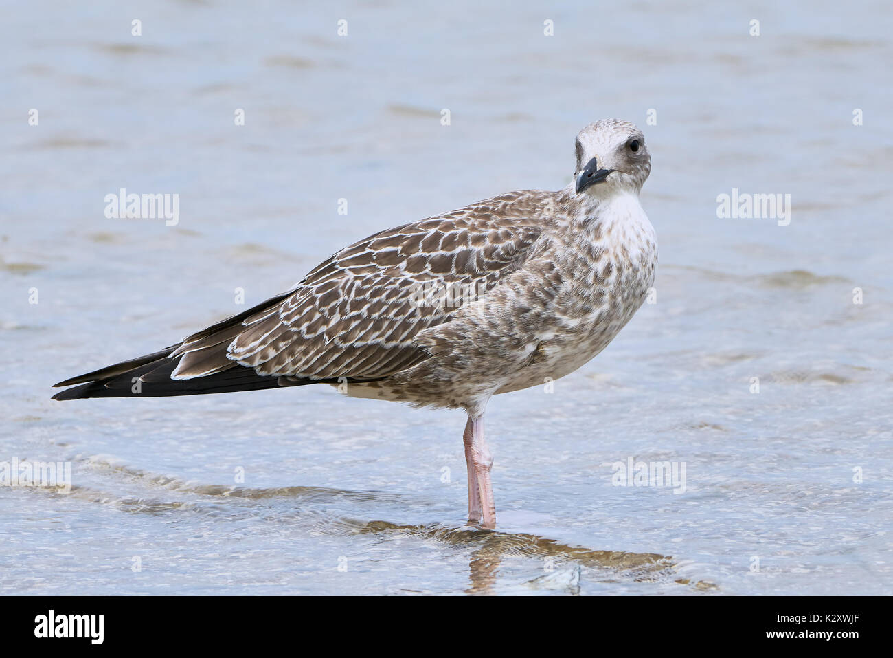 Pretty common gull on the beach a summer day Stock Photo - Alamy