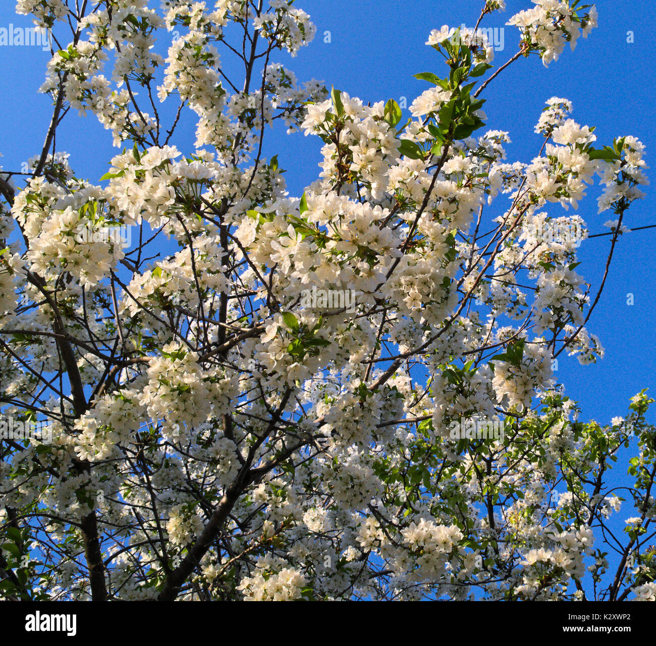 Flowering cherry tree Stock Photo - Alamy
