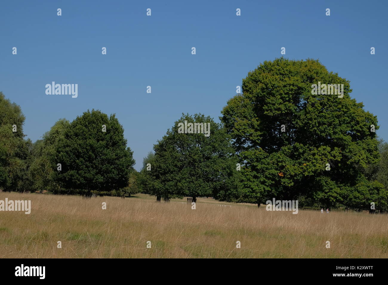 bushy park park lands Stock Photo - Alamy