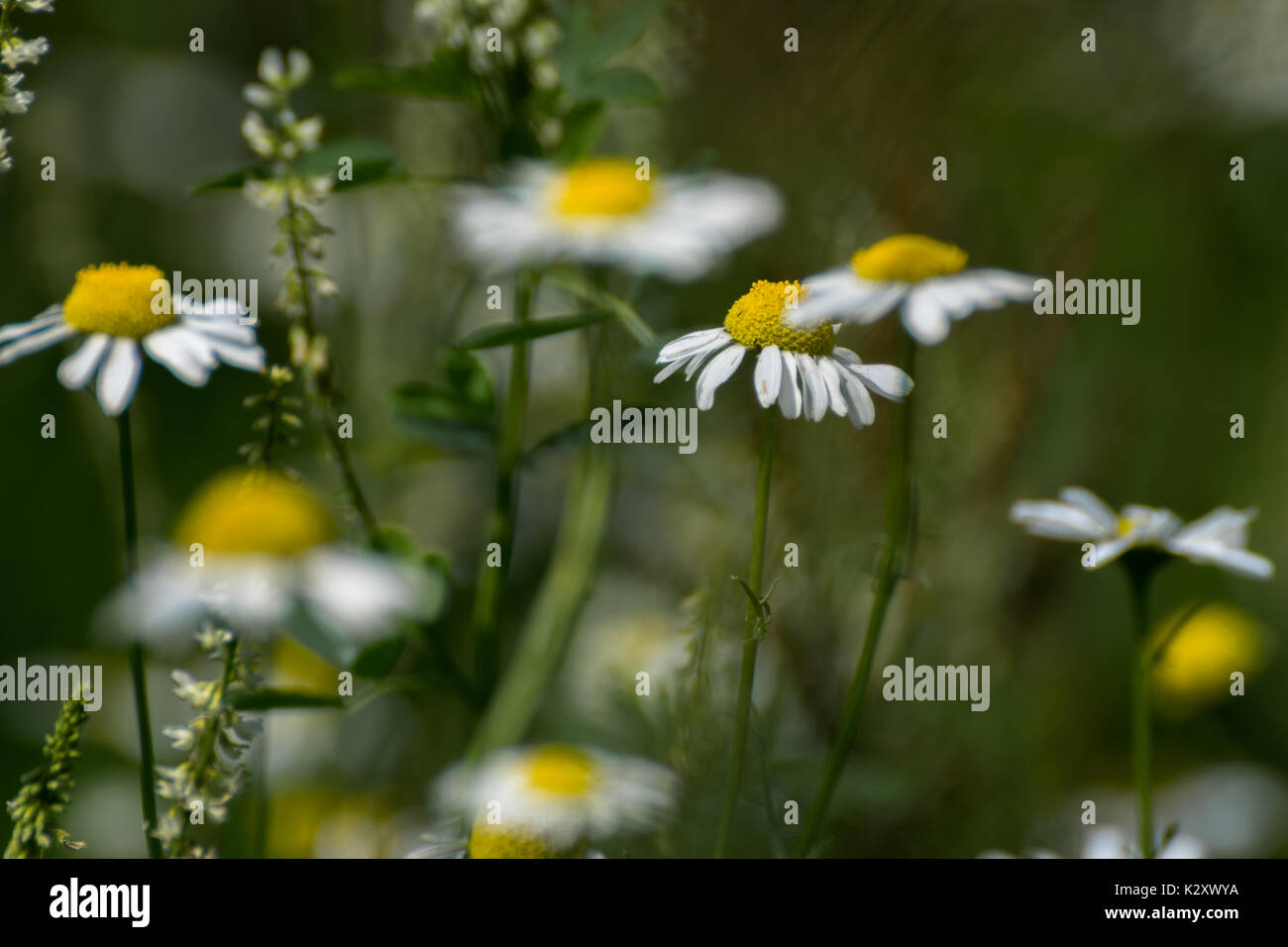 Field of daisy flowers Stock Photo - Alamy